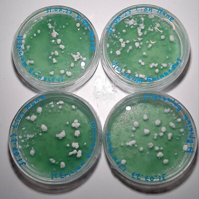 Blue Oyster Mycelium Liquid Culture pleurotus Columbinus - Etsy