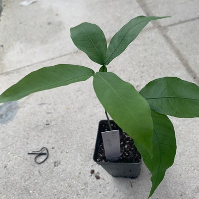 Spanish Lime Genip Guinep Ginepa Limoncillo Mamoncillo Fruit Seedling ...