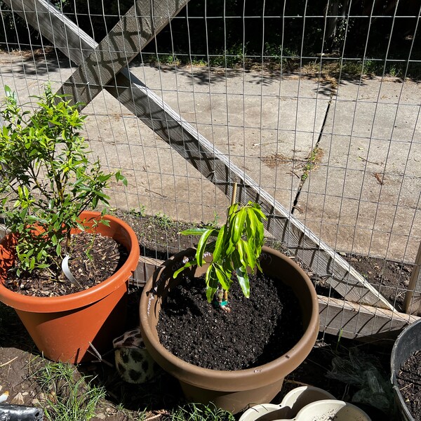Ice Cream Dwarf Mango Tree Grafted - 18" to 24" - Etsy