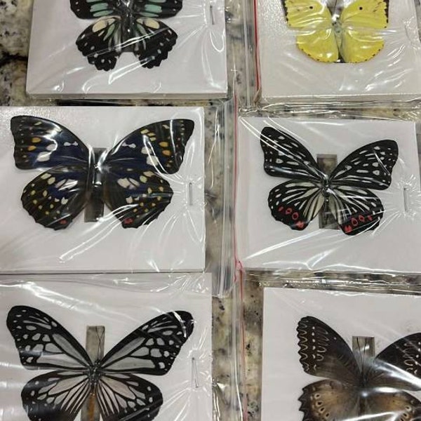 Butterfly Specimen in Glass Cover, Real Insect Specimen, Butterfly ...