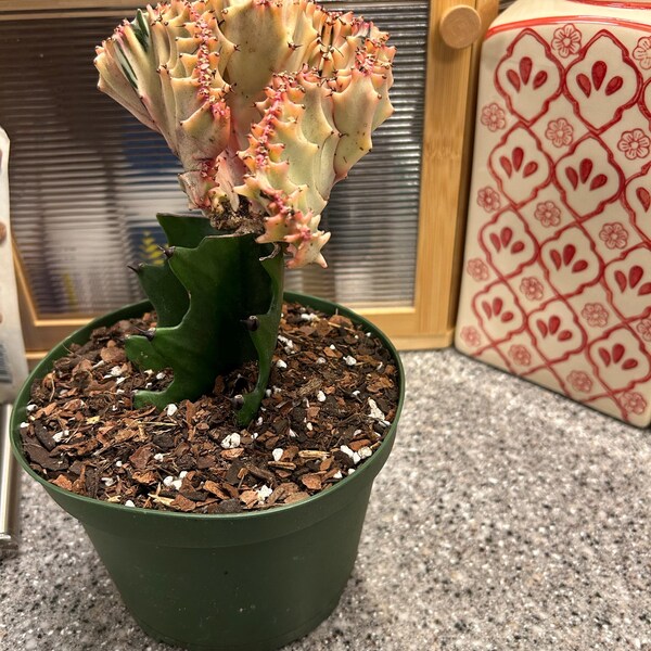 90s Nostalgia Troll Planters W/live Succulents or Air Plants / Easy ...