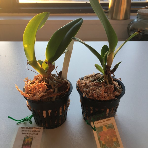 Rlc Nadia Song - Etsy