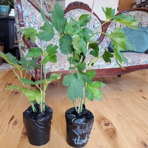 Sir Prize Avocado Tree 1 Feet Tall Grafted Tree Ship in Plastic Bag - Etsy