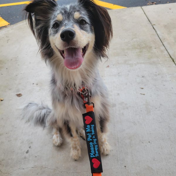 Embroidered 2x6 Patch for Working Dogs With don't Touch Sign and ignore ...