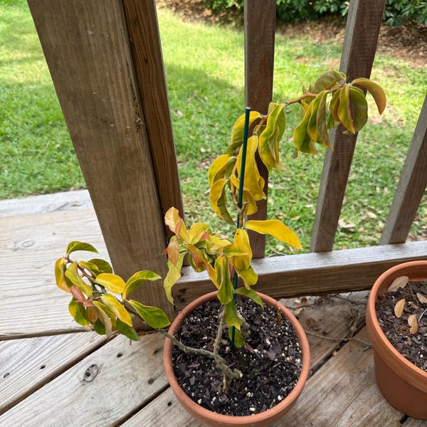 FIREBUSH Firefly Dwarf Scarlet Red Shrub Live Plant Orange Yellow ...