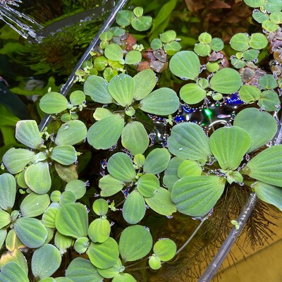 Combo 5 Dwarf Water Lettuce 5 Red Root Floaters Live Floating Aquatic ...