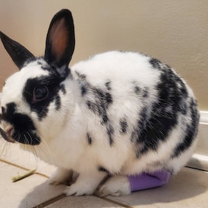 Digital Download Plans for Luxury Bunny Cubby Free Roam Rabbit Cat Home ...