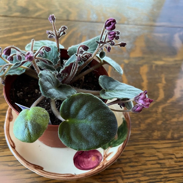 Tomahawk African Violet Live Plant, Young Pre-finished Starter in a 4 ...