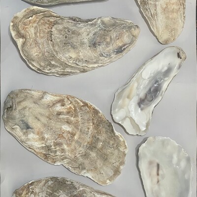 Oyster Shells Broken for Garden Driveways Decor Clean No Smell 9 Lbs - Etsy