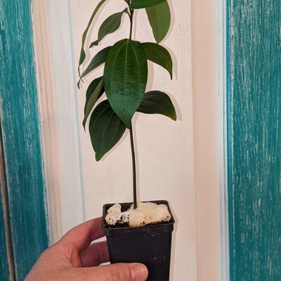 CEYLON CINNAMON Cinnamomum Zeylanicum Starter PLANT Potted Tree Spice ...