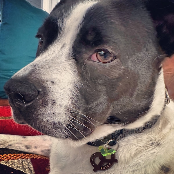 Pretzel Personalized Pet Tag, Food Pet ID Tag, Cat and Dog ID Tag ...