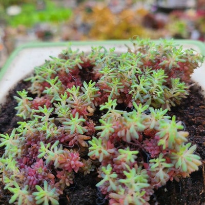 String of Little Pickles, Othonna Capensis ruby Necklace in 2 Inches ...