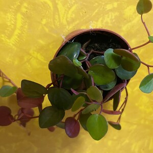 Peperomia Ruby Cascade Trailing Peperomia Trailing Plant - Etsy