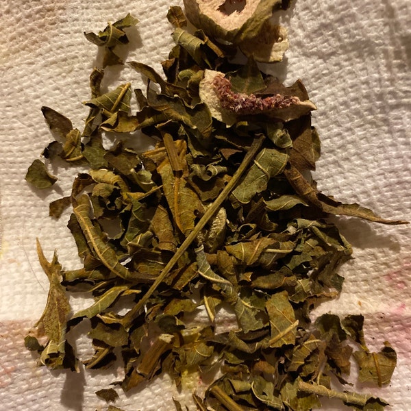 3oz Osha Root, Chuchupate, Bear Root, Ligusticum Porteri, Mountain ...