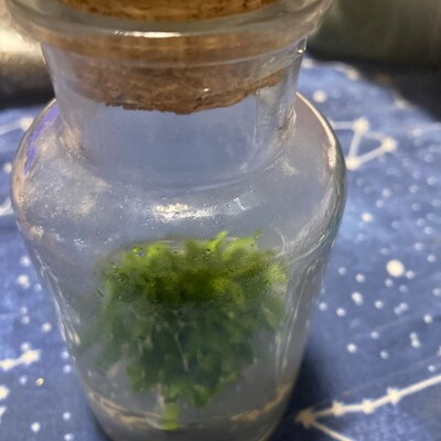 Rainbow Floral Terrarium Self Grow, Maintenance Free coleus 4 Dom - Etsy