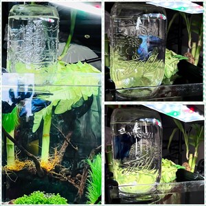 20 Gallon Long 3D Printed Aquarium Divider Betta Tank Divider - Etsy