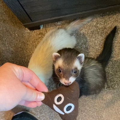 Ball Python Pastel Watercolor Snake A Plushie Stuffed Animal - Etsy