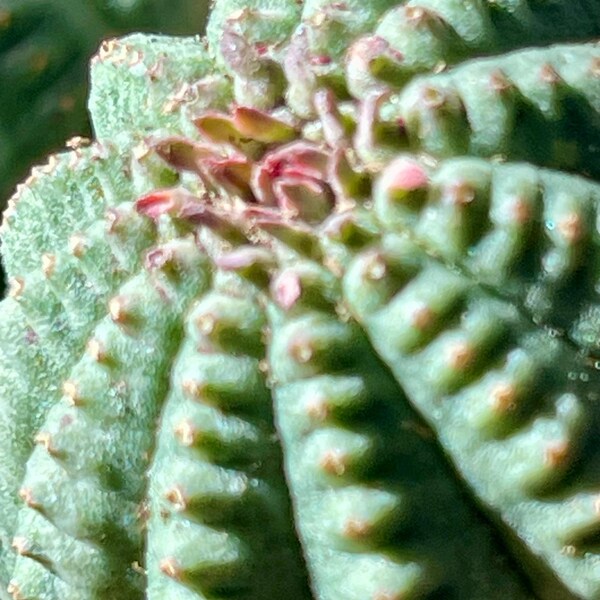 Baseball Plant, Euphorbia Obesa, Rare Plant, Cactus Cluster, Potted ...