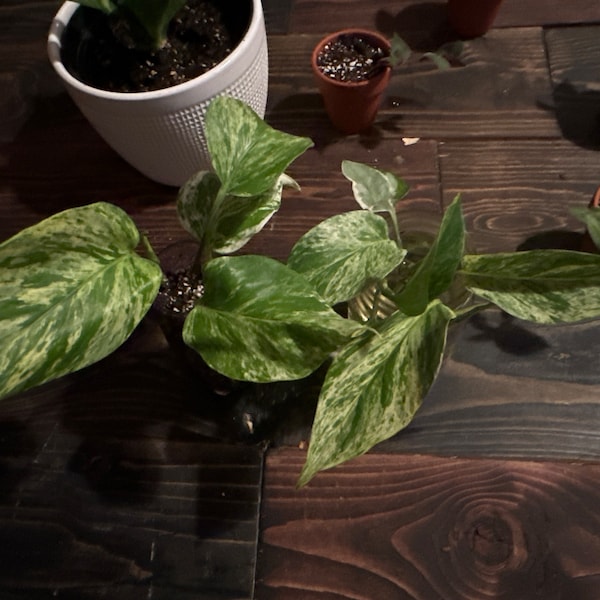 Marble Queen Pothos Plant Cuttings Variegated Plant RARE House Plants ...