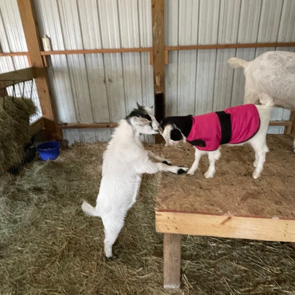 Insulated KID Goat Coat 14" Topline - Perfect for NEWBORNS - Etsy