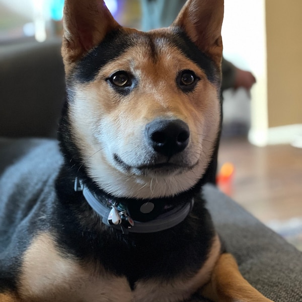 Collar Charms - Food Charms - Snacks - Extra Charms for Cat Collars ...