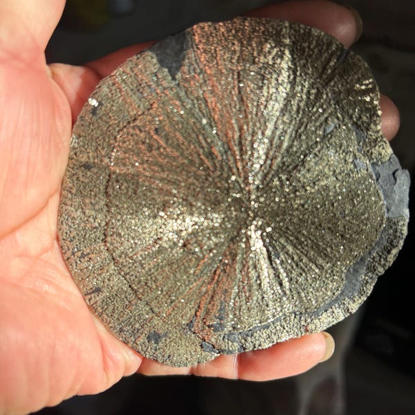 Huge Ancient COLIMA Mahogany Obsidian Blade Knife or Spear Mexico 189gr ...