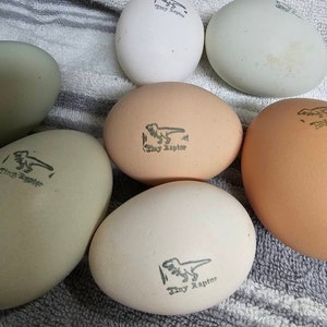 Egg Carton Price Label Price Tag Fresh Eggs Egg Carton - Etsy