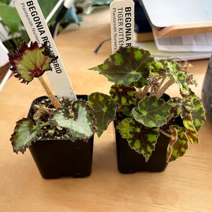 Rhizomatous Begonia 'tiger Kitten' - Etsy
