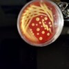 Proteus Glow in the Dark CLED Agar Petri Dish Keychainmlt,mls,lab Tech ...