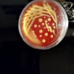 Proteus Glow in the Dark CLED Agar Petri Dish Keychainmlt,mls,lab Tech ...