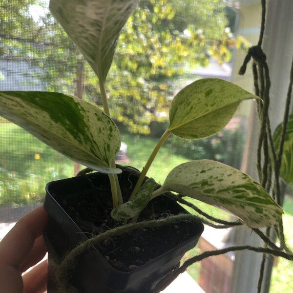 Snow Queen Pothos Single Starter Plant in a 1.5" Pot - Epipremnum ...