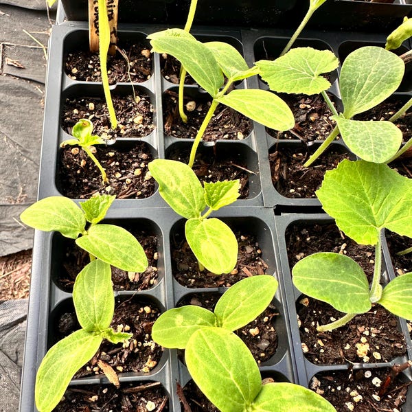 Tromboncino Rampicante Huge Italian Heirloom Zucchini Squash Vegetable ...