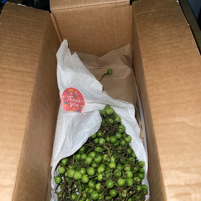 Fresh Whole Burdock Root, Gobo Root - Etsy