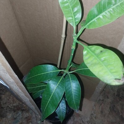 Jujube Li Tree 1 to 2 Feet Tall Grafted Tree Ship in 6 Pot - Etsy