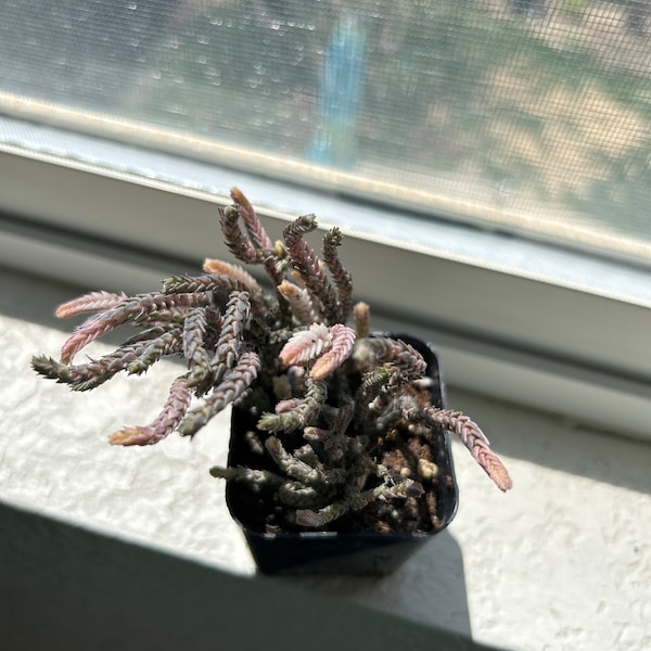 Sunrise Succulent 2” Anacampseros Telephiastrum F. Variegatum Rare - Etsy