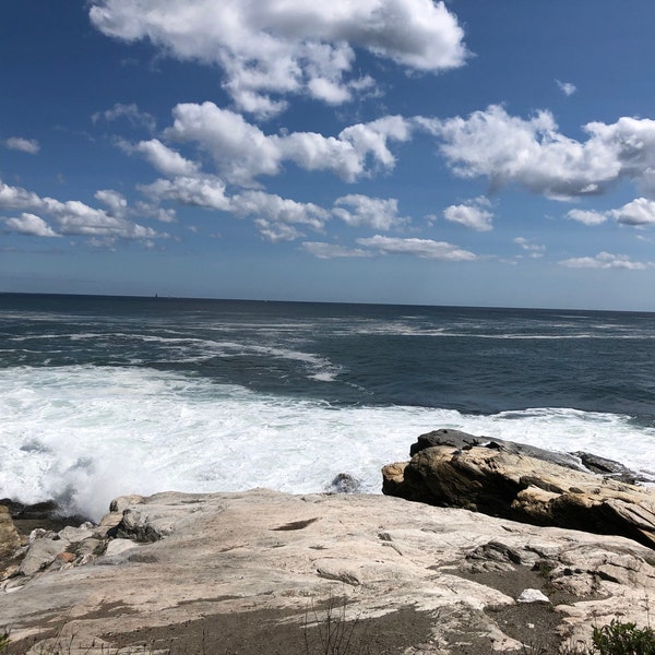 Spiny Jewel Box Shell Flowers - Etsy