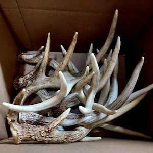 Bulk Deer Antlers Naturally Shed Real Whitetail Deer Antler Craft Grade ...