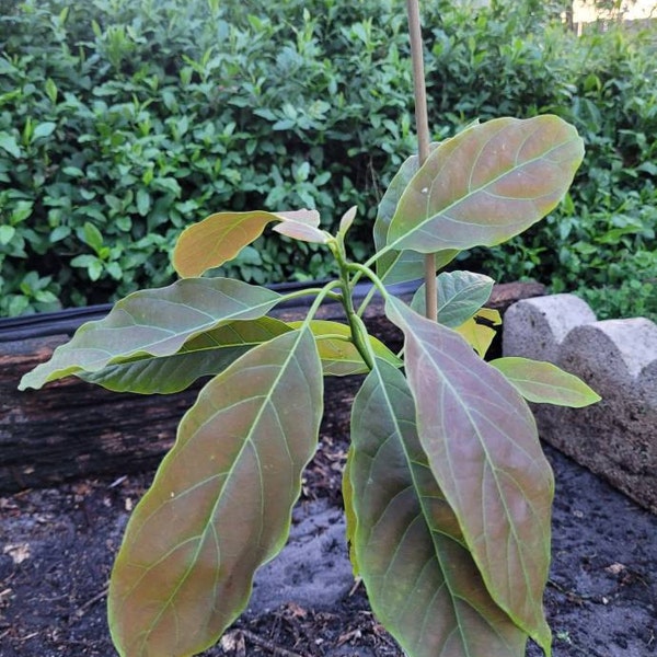 Little Cado Avocado Tree- 1 Feet Tall - Grafted Tree - Ship in Plastic ...