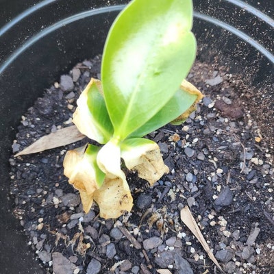 Double Rose Pikake hawaiian Pronunciation of peacock a Sweet-smelling ...