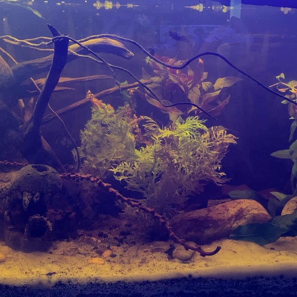 Banana Plant (nymphoides Aquatica) - Etsy