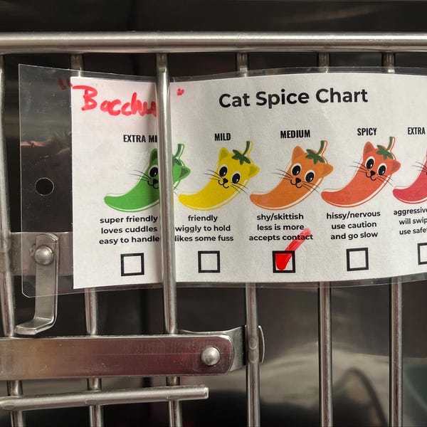 Cat Spice Chart Temperament Cage Card Veterinary Safety Chart Cat ...