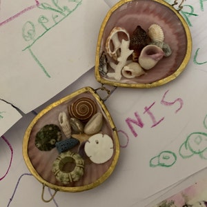 Brown Turkey Wing Seashells Ark Shells Arca Zebra Coastal - Etsy