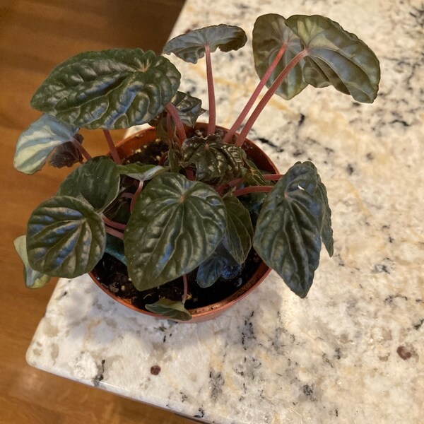 Red Ripple Peperomia - Caperata- 4in Pot - Tropical Indoor Houseplant ...