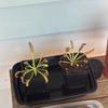 Fresh Seeds-drosera Hookeri, Australian Winter Growing Tuberous Sundew ...