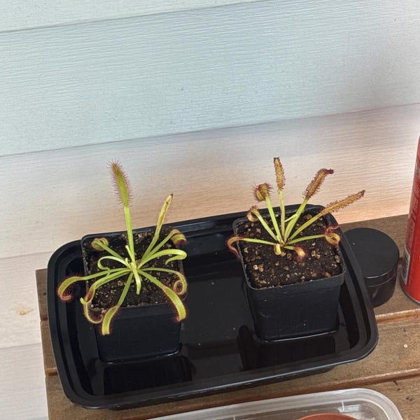 Fresh Seeds-drosera Hookeri, Australian Winter Growing Tuberous Sundew ...