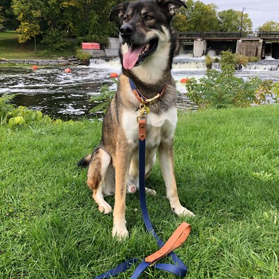 Waterproof Two Tone Dog Leash - Etsy Canada