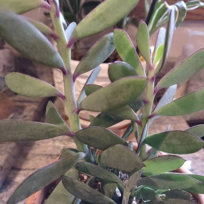 Senecio Crassissimus Purple Vertical Leaf Lavender Steps Rare Succulent ...