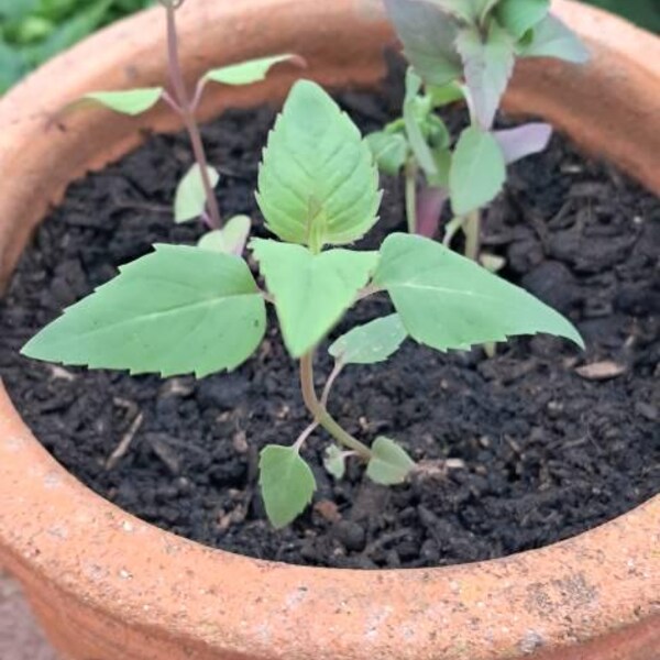 Lessing Feather Gass Stipa Lessingiana Ornamental Grass Plug Plant ...