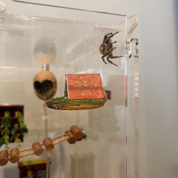 Made-to-order Wizard's Study Jumping Spider Enclosure,jumping Spider ...