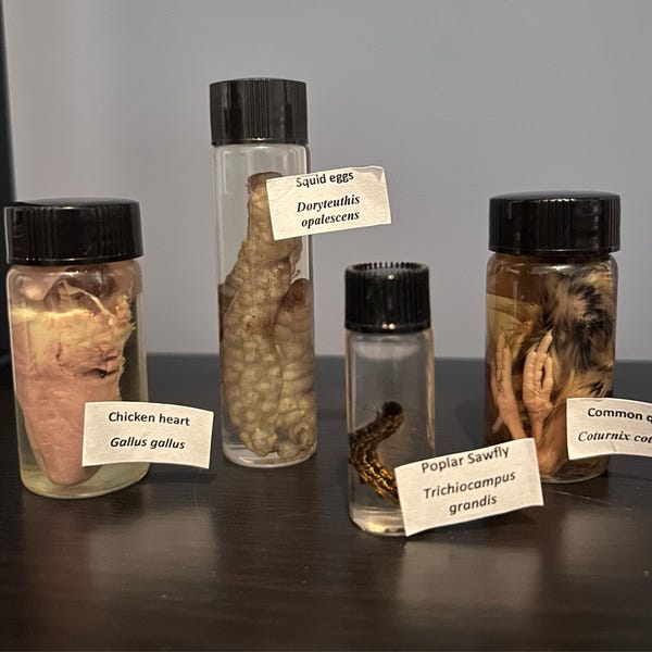 Blue Octopus Wet Specimen on Gothic Stand Oddities Collector Unique ...